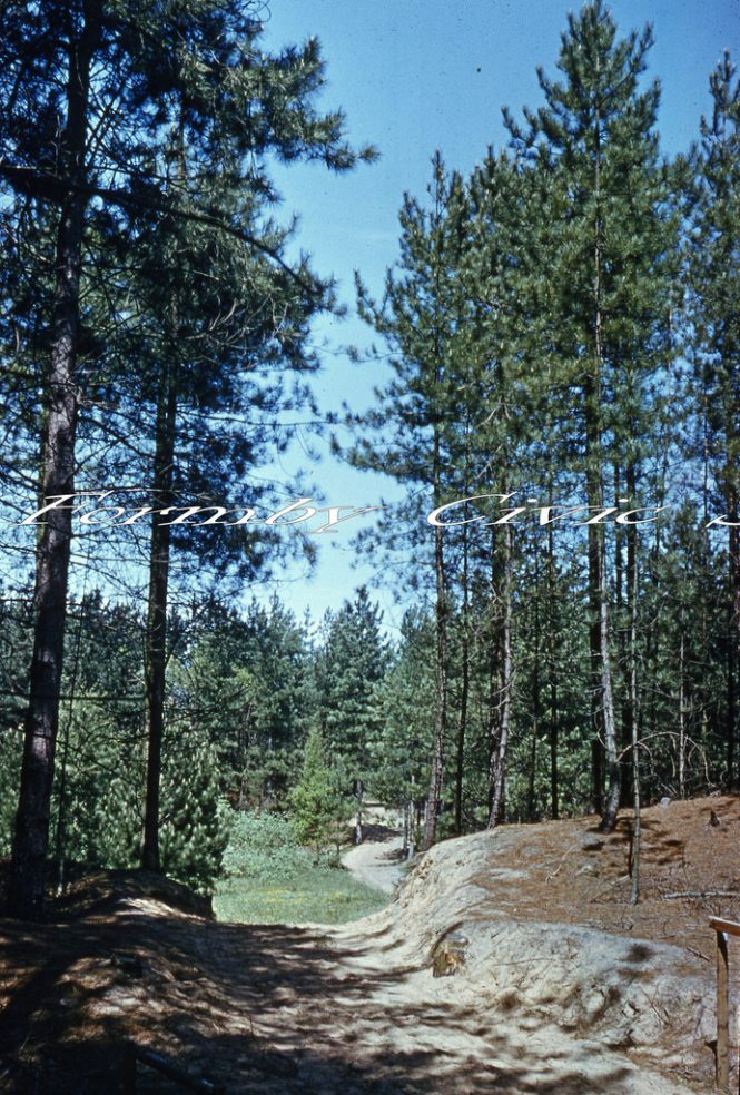 Formby pinewoods – Formby Civic Society